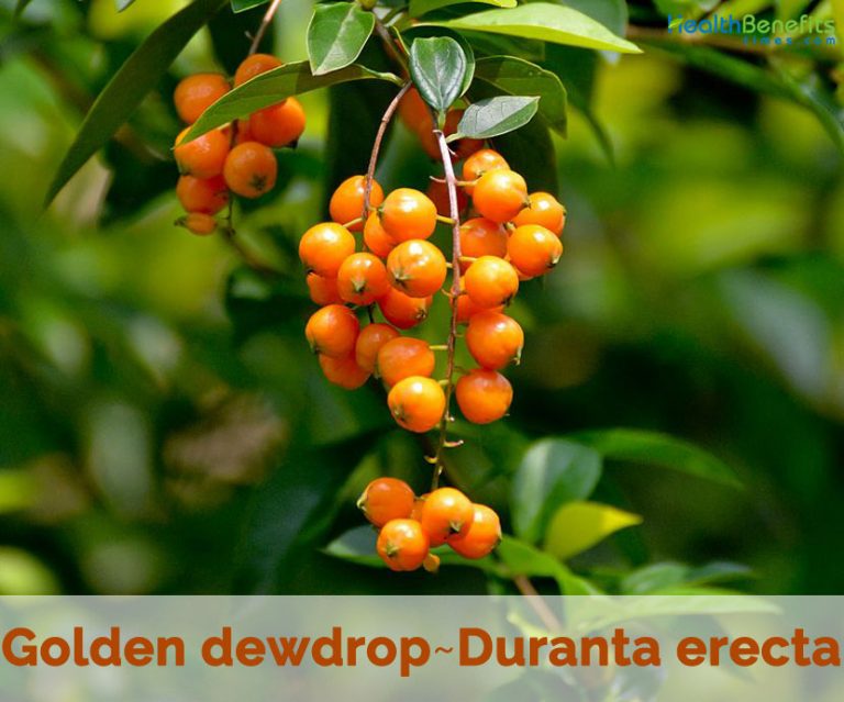 Information about Golden Dewdrop - Health Benefits