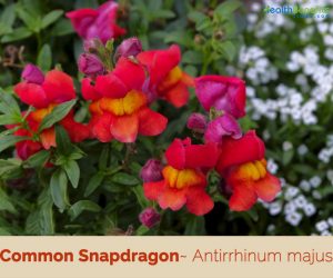 Health benefits of Common Snapdragon - Health Benefits