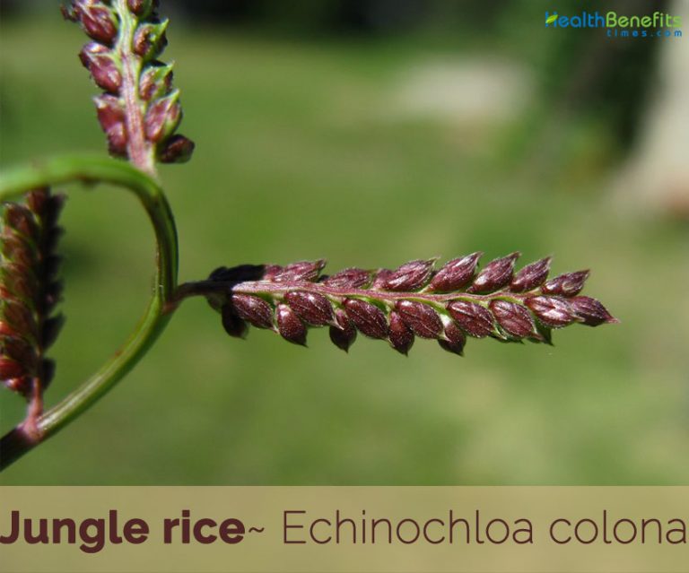 Health benefits of Jungle Rice - Health Benefits