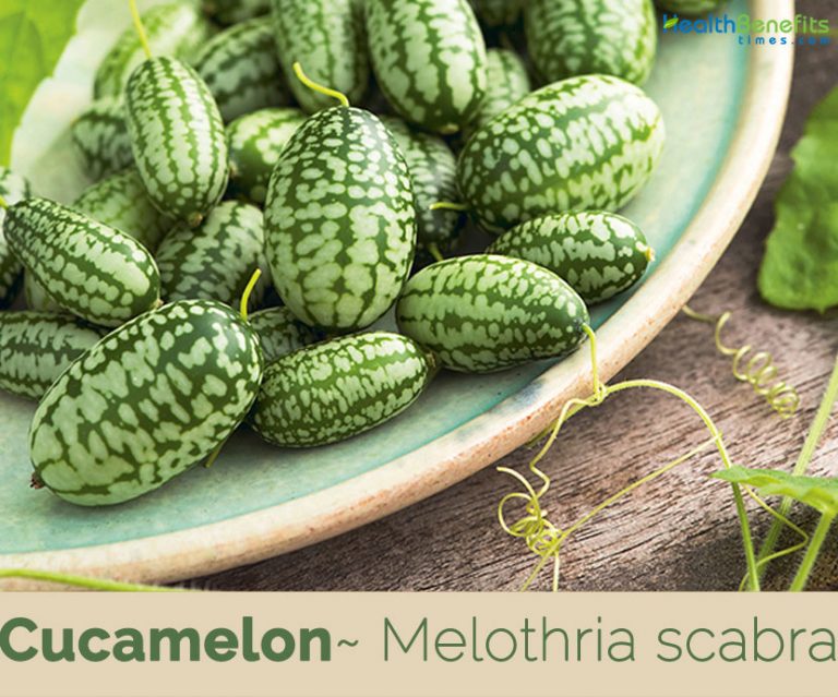 Know about Cucamelon - Health Benefits