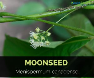 Health Benefits of Moonseed - Health Benefits