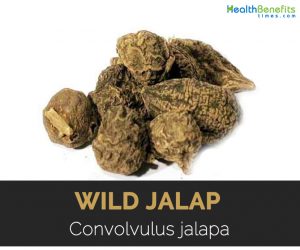 Wild Jalap benefits - Health Benefits
