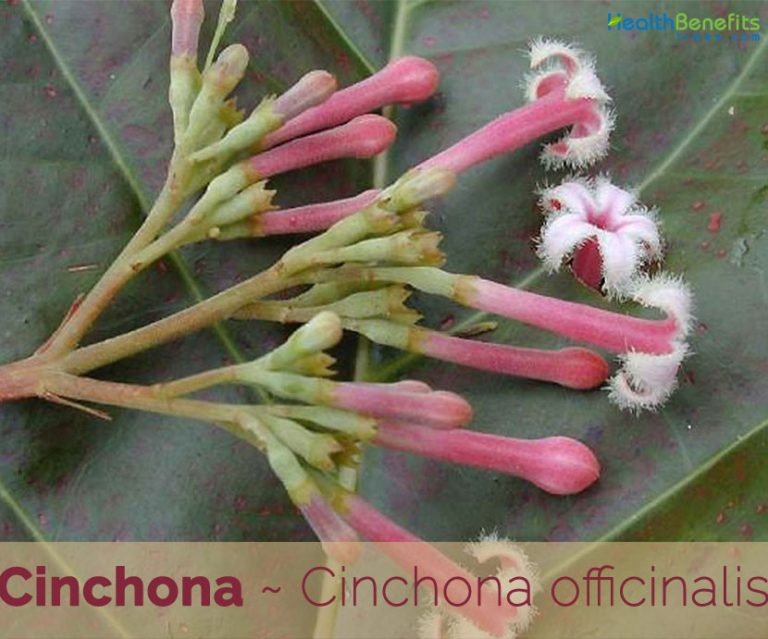Facts about Cinchona - Health Benefits