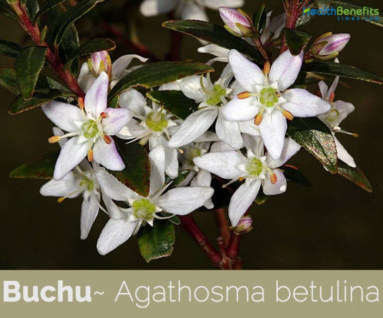 Health benefits of Buchu - Health Benefits