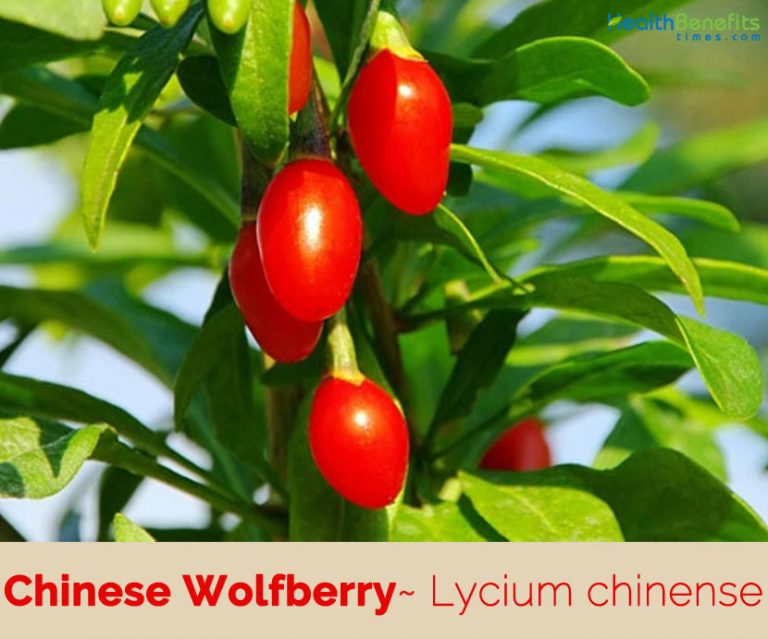 Health benefits of Chinese Wolfberry - Health Benefits