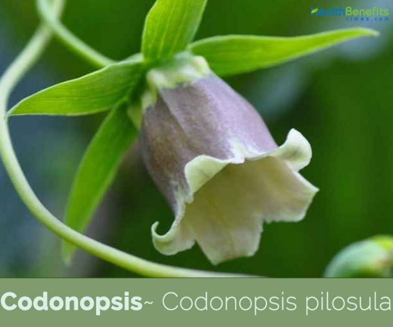 Health benefits of Codonopsis - Health Benefits