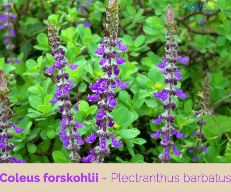 Health benefits of Coleus Forskohlii - Health Benefits