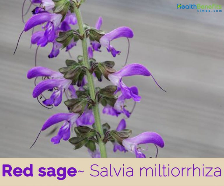 Health benefits of Red Sage - Health Benefits