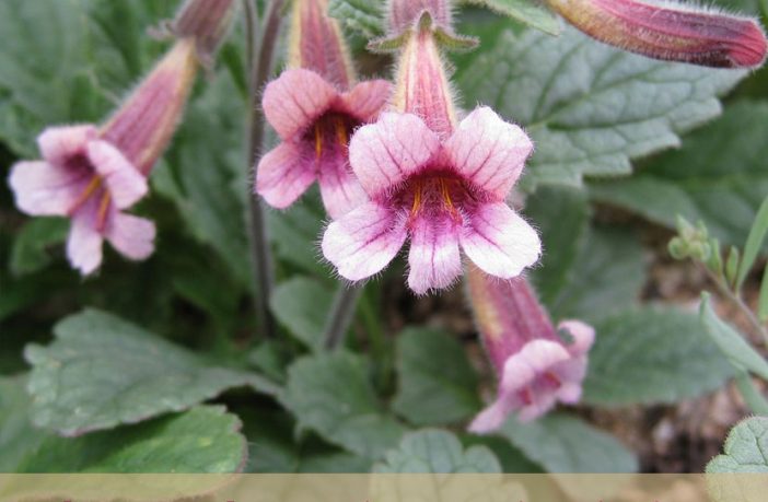 Top health benefits of Rice| HB times