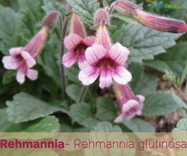 Health benefits of Rehmannia - Health Benefits
