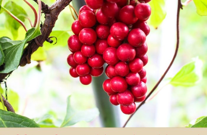 Star of Bethlehem plant facts and health benefits