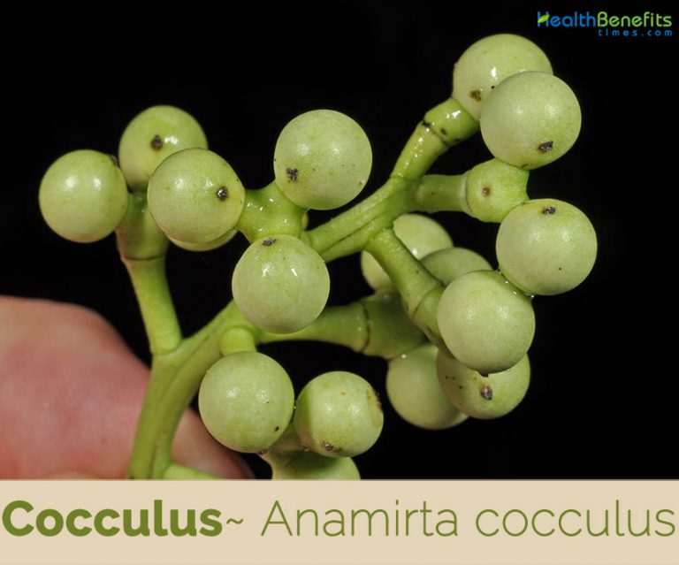 Facts about Cocculus - Health Benefits