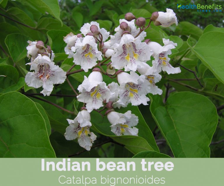 Facts about Indian Bean Tree - Catalpa bignonioides - Health Benefits