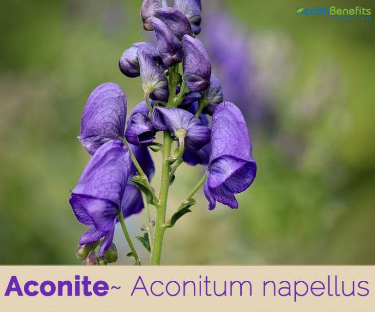 Facts and benefits of Aconite - Health Benefits