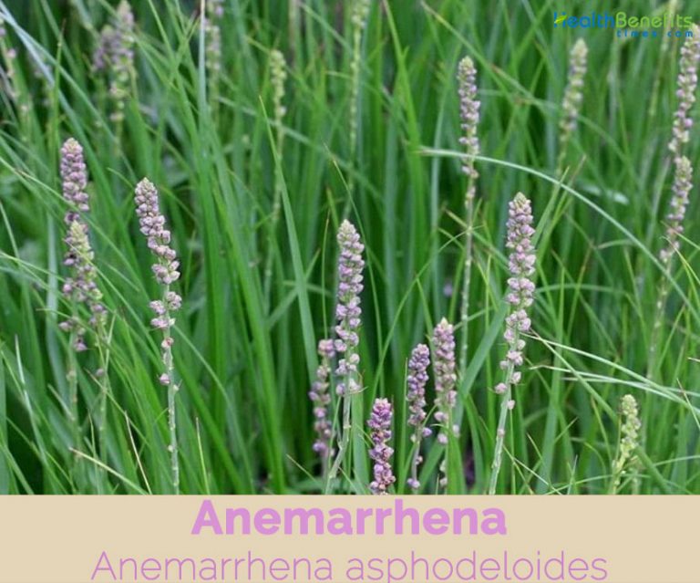 Health benefits of Anemarrhena - Health Benefits