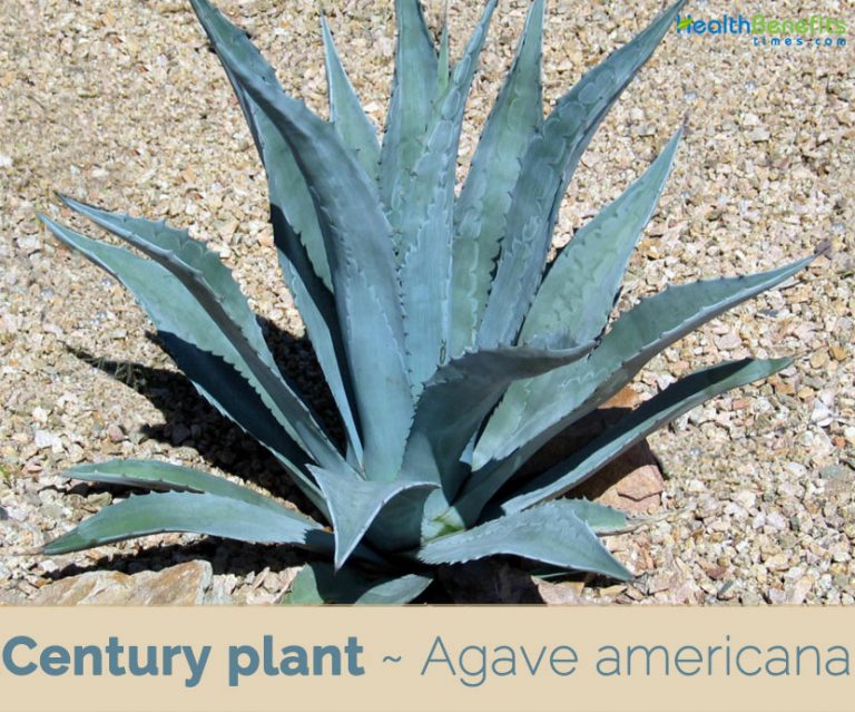 Health benefits of Century plant - Health Benefits