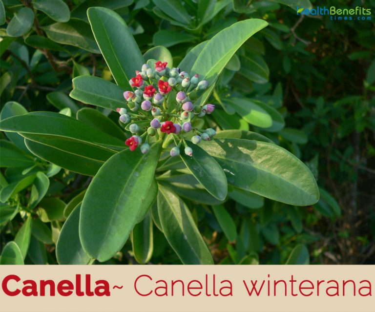 Health benefits of Canella (Wild Cinnamon) - Health Benefits