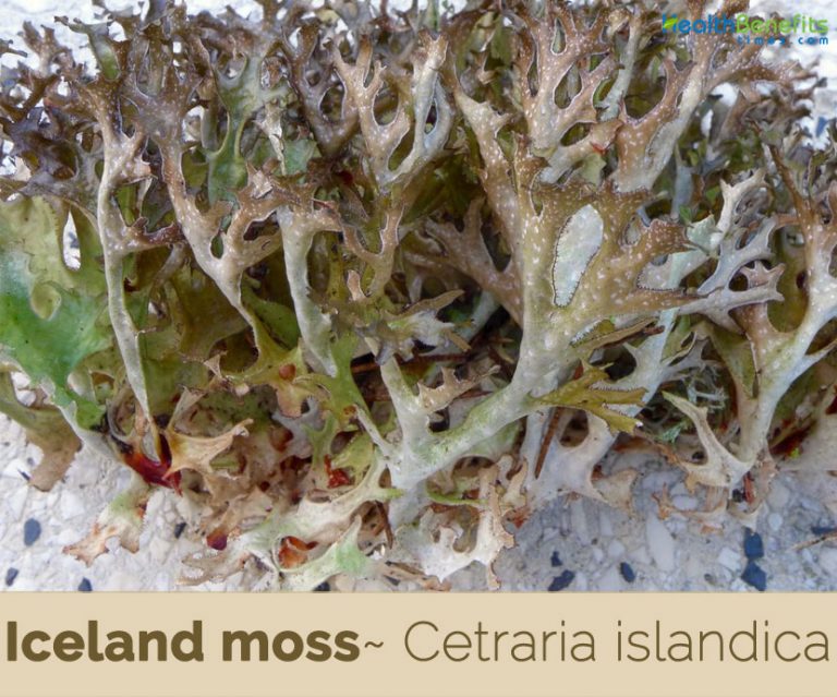 Health benefits of Icelandic Moss - Cetraria islandica - Health Benefits