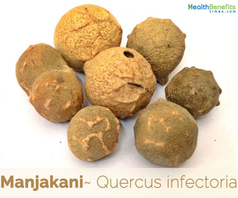 Health benefits of Manjakani - Quercus infectoria - Health Benefits