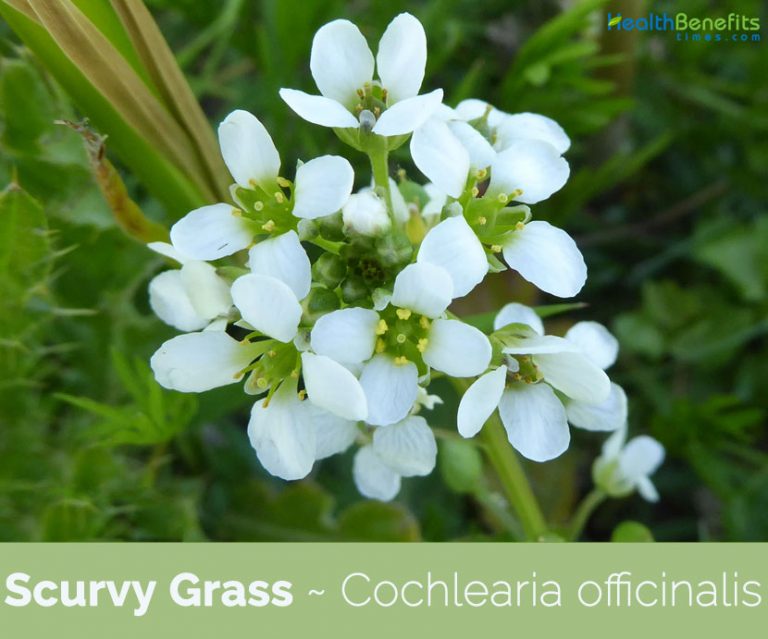 Traditional uses of Scurvy Grass - Cochlearia officinalis - Health Benefits