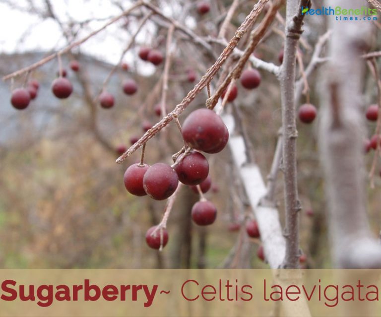 Traditional uses of Sugarberry - Celtis laevigata - Health Benefits