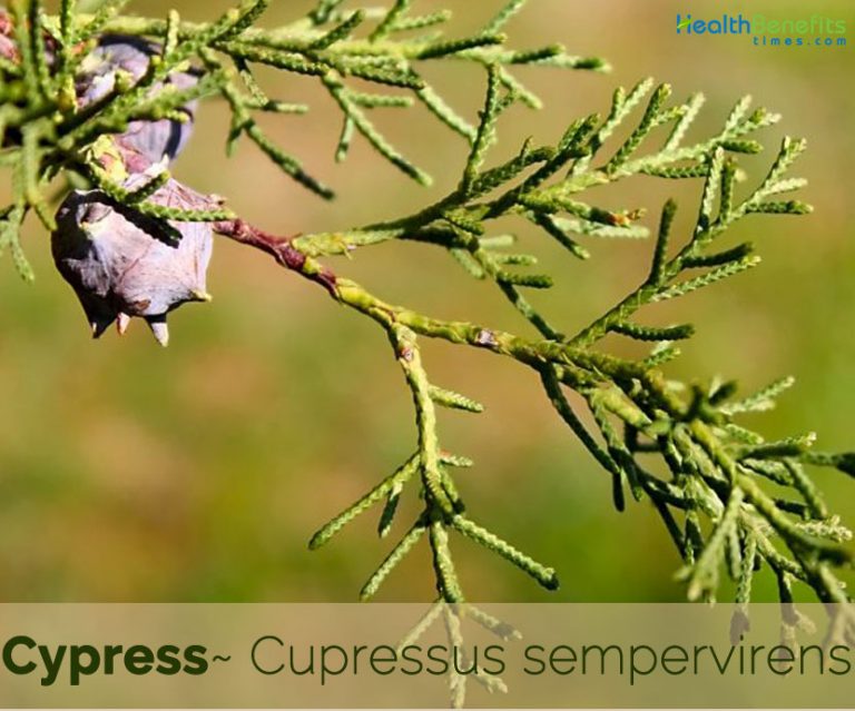 Health benefits of Cypress - Health Benefits