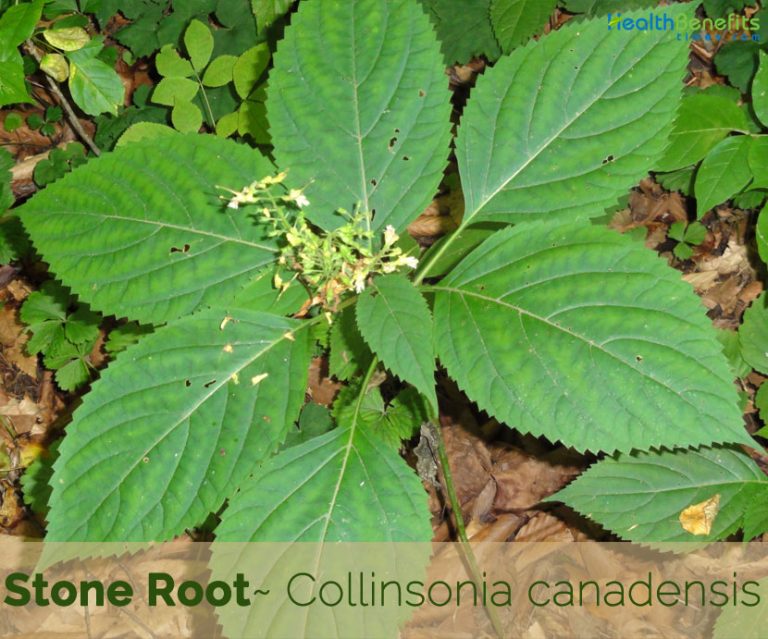 Health benefits of Stone Root - Health Benefits