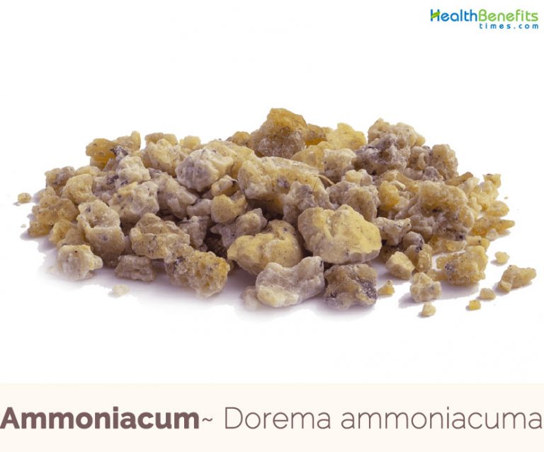 Uses and benefits of Ammoniacum - Dorema ammoniacum - Health Benefits