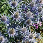 Facts about Sea Holly - Eryngium maritimum - Health Benefits