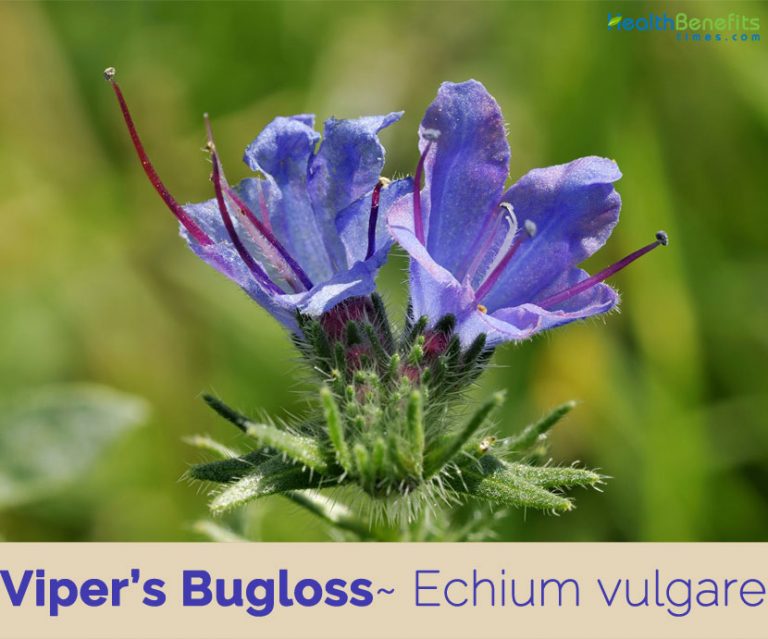 Traditional uses and benefits of Viper's Bugloss - Echium vulgare ...
