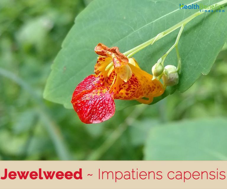 Facts about Jewelweed - Impatiens capensis - Health Benefits