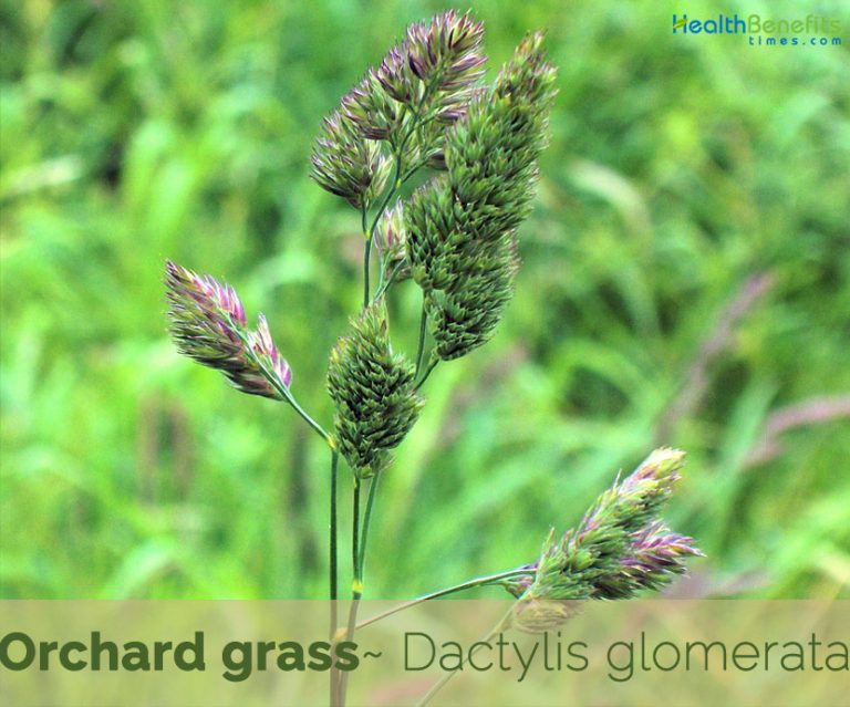 Facts about Orchard Grass - Dactylis glomerata - Health Benefits