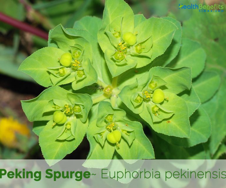 Facts about Peking Spurge (Da Ji) - Euphorbia pekinensis - Health Benefits