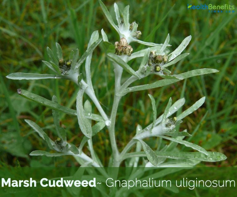 Uses and benefits of Marsh Cudweed - Gnaphalium uliginosum - Health ...