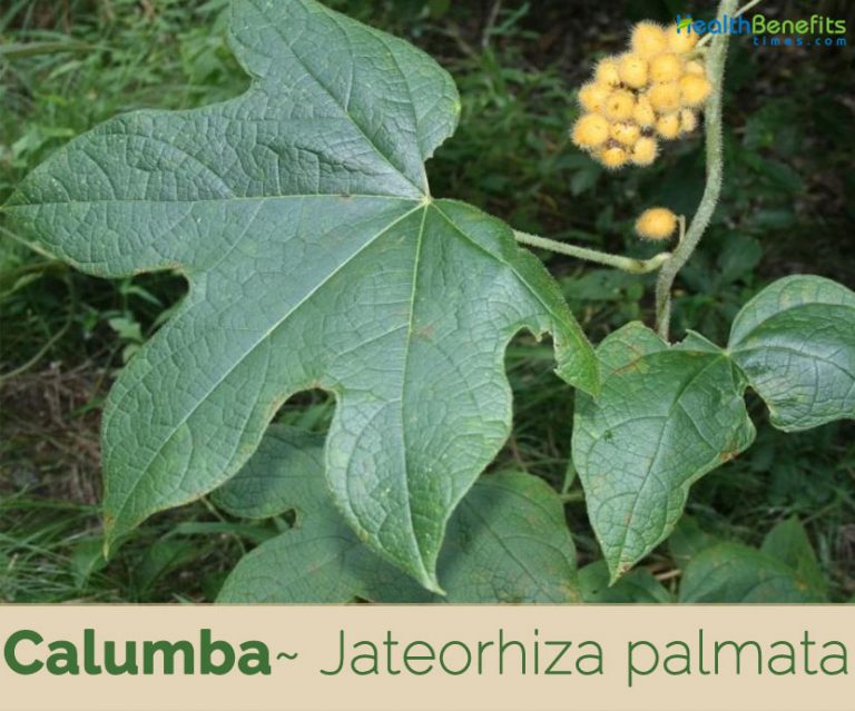Facts about Calumba - Jateorhiza palmata - Health Benefits