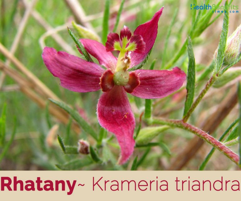 Facts about Rhatany - Krameria triandra - Health Benefits