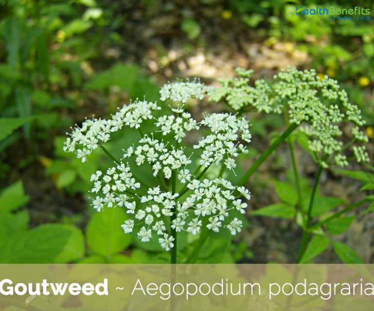 Health benefits of Goutweed - Health Benefits