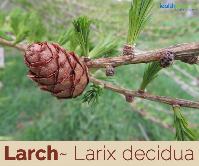 Uses and Benefits of Larch - Larix decidua - Health Benefits