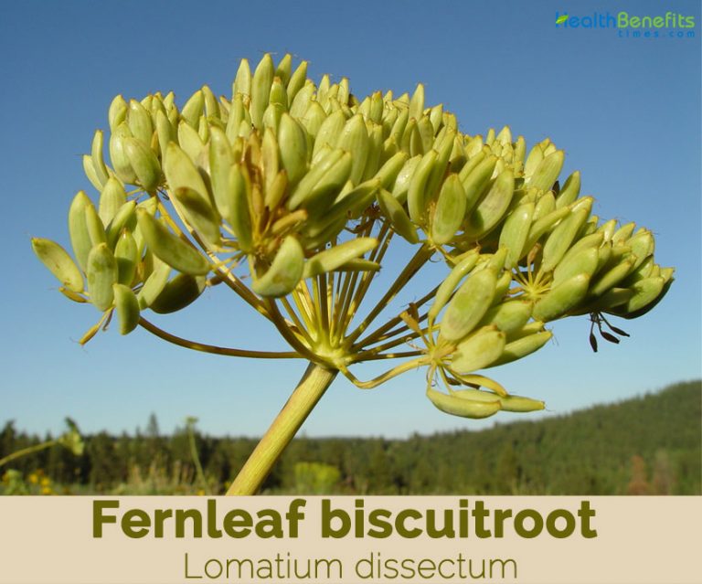 Traditional uses and benefits of Fernleaf Biscuitroot - Health Benefits