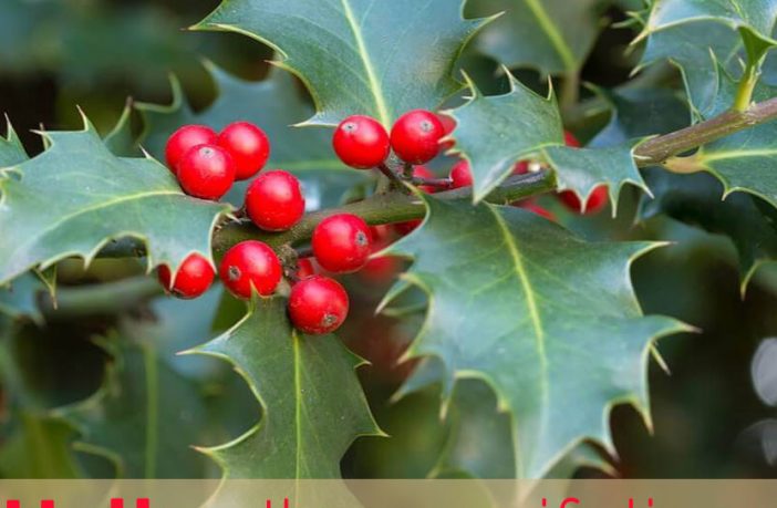 Holly Flower Meaning In Hindi | Best Flower Site
