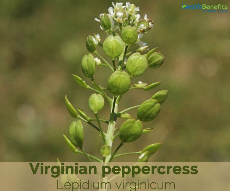 Uses and benefits of Virginian Peppercress - Lepidium virginicum ...