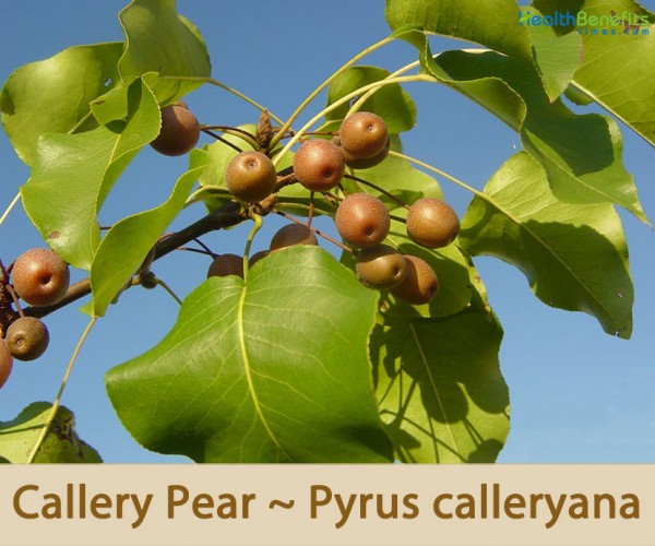 Callery Pear facts and health benefits