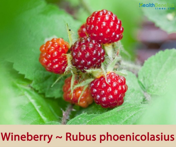 Wineberry facts and health benefits