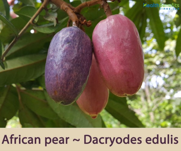 African pear facts and health benefits