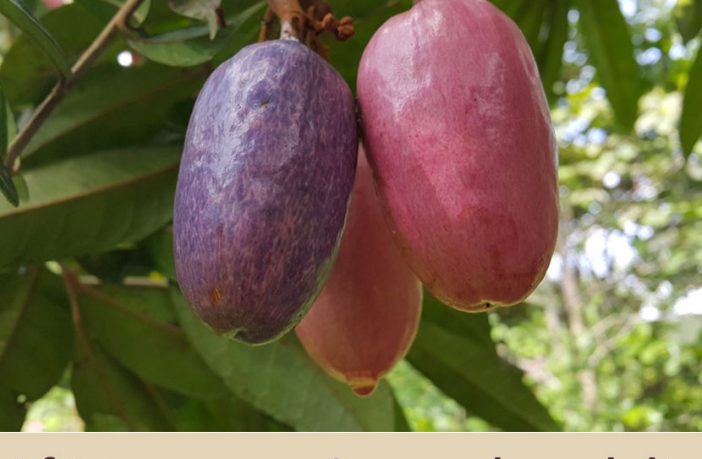 19 Top health benefits of Apricot seeds| HB times