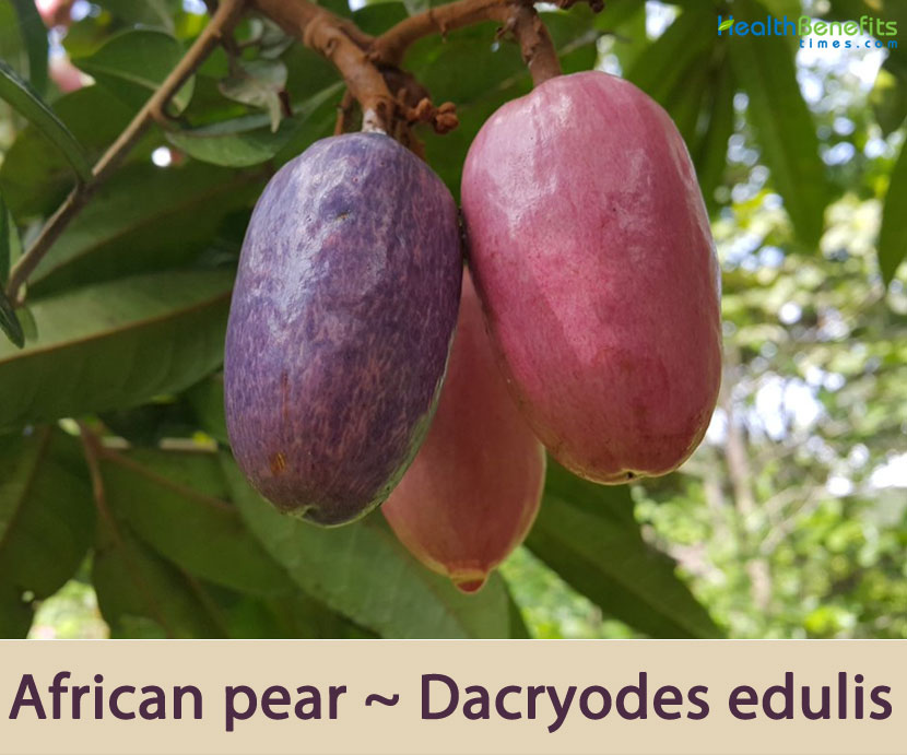 African Pear Facts And Health Benefits African Pear Facts And Health Benefits