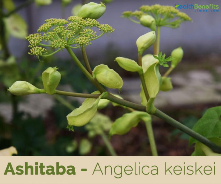 Health benefits of Ashitaba - Angelica keiskei - Health Benefits