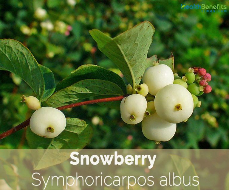 Uses and benefits of Snowberry - Symphoricarpos albus - Health Benefits