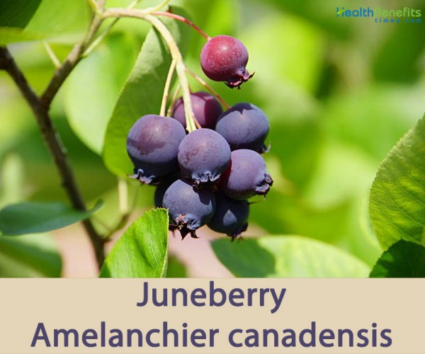 Juneberry facts and health benefits
