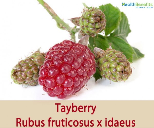 Tayberry facts and health benefits